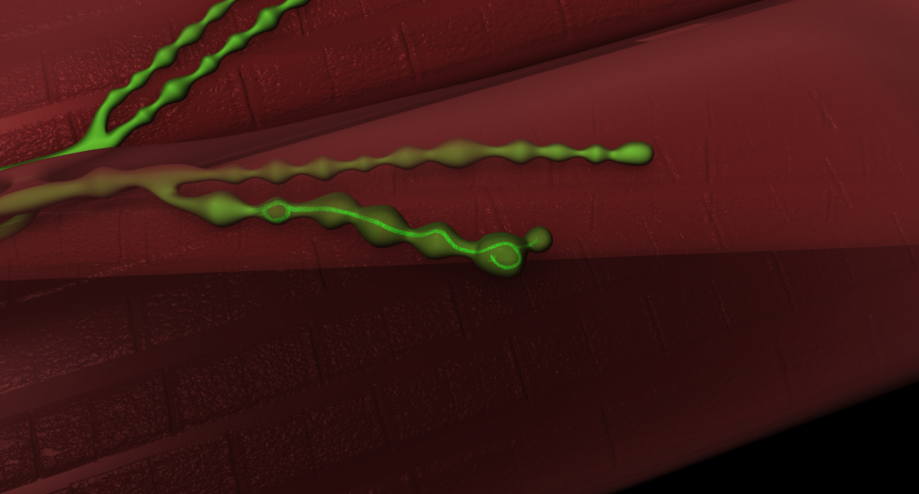 Home | Van Vactor Lab